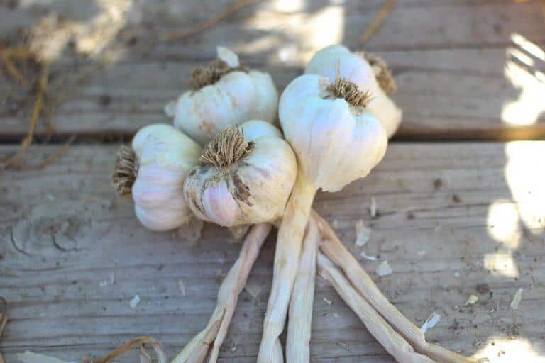 How to Braid Garlic • The Prairie Homestead