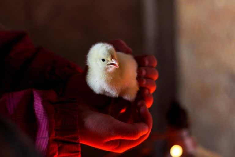 How to Prepare for New Baby Chicks • The Prairie Homestead