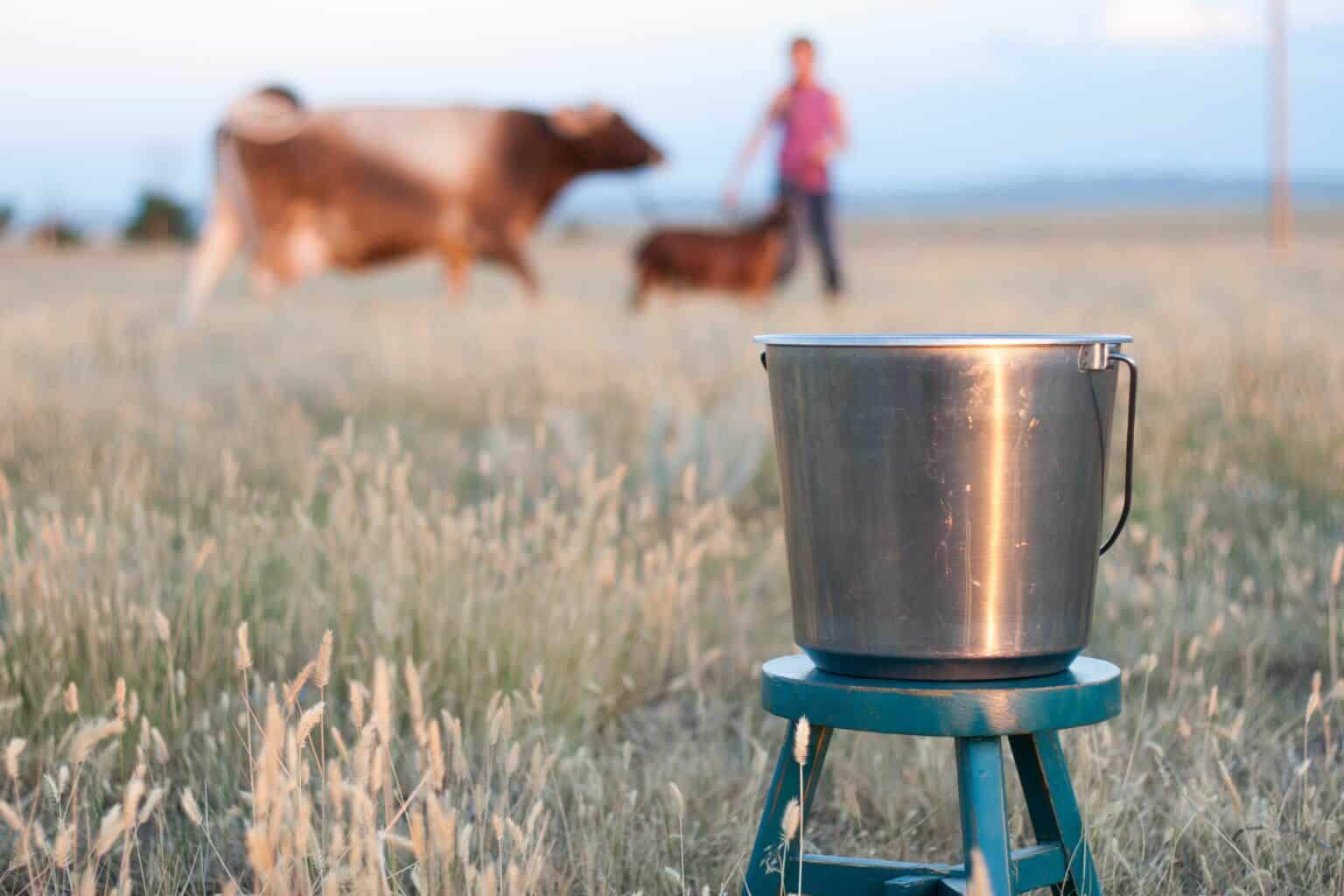 How to Use Up Extra Milk from a Family Milk Cow • The Prairie Homestead
